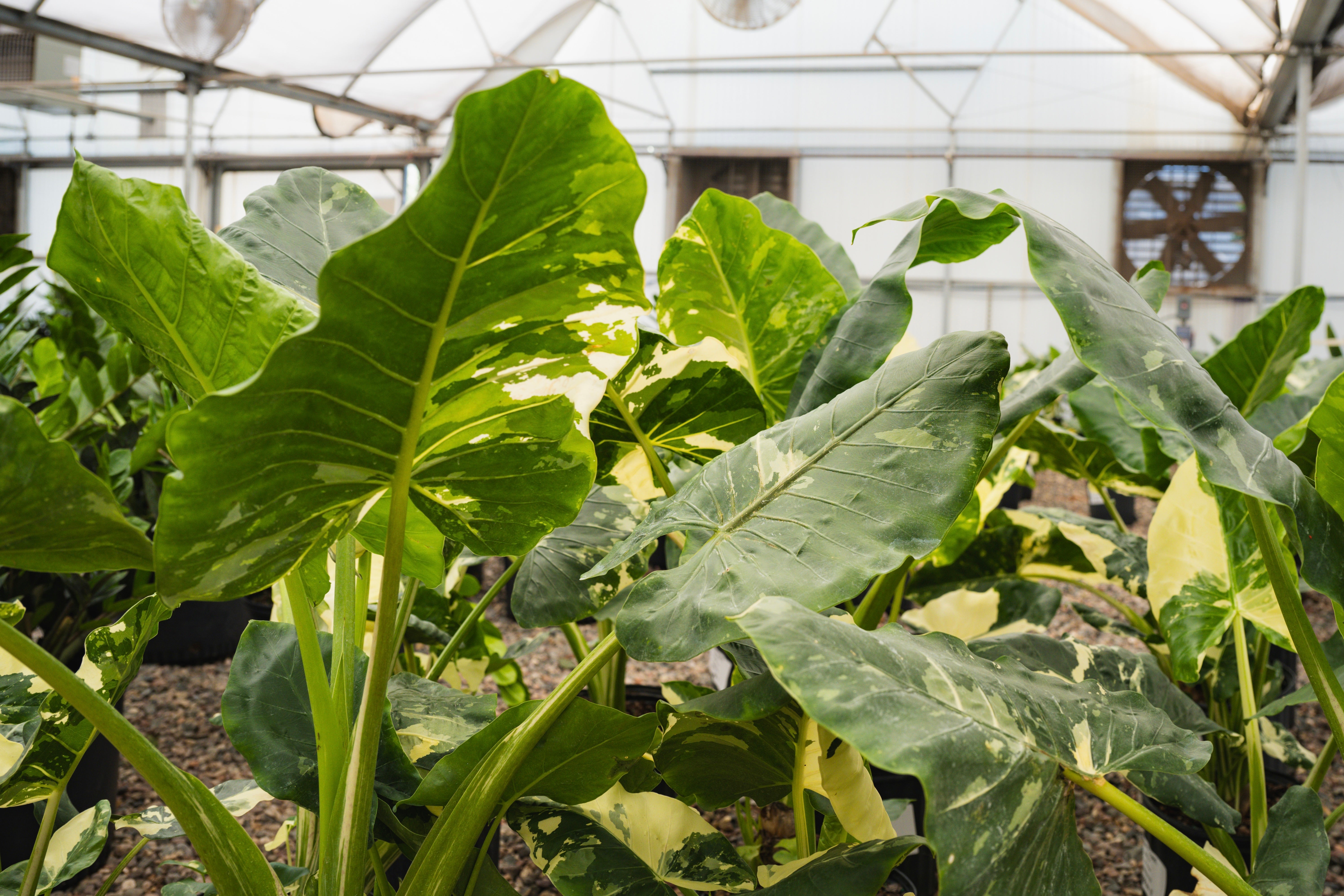 Tropical Plants for Sale in Arizona | The Plant Stand AZ – The Plant Stand of Arizona