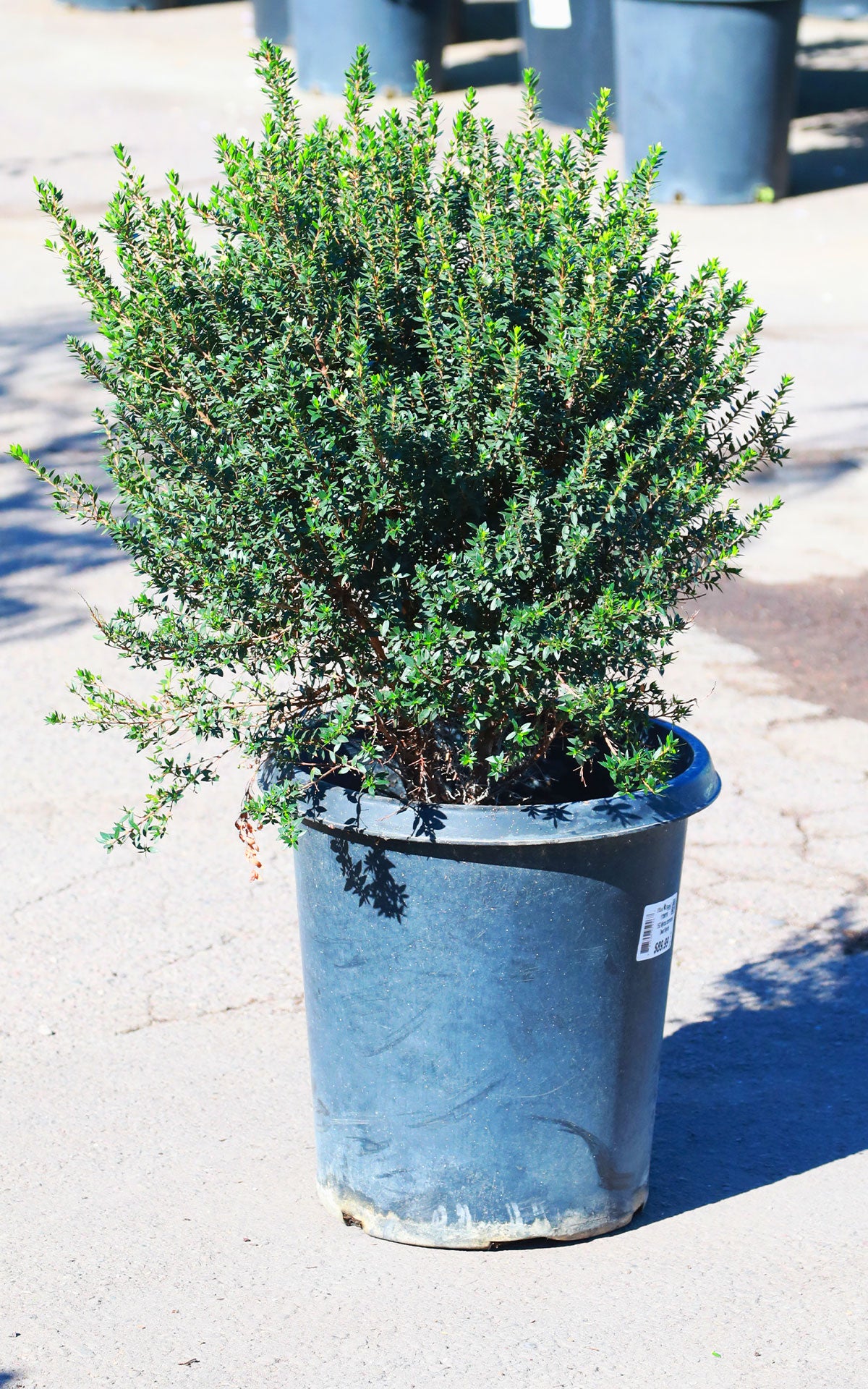 15 Gallon Dwarf Myrtle | Evergreen Landscape Shrub | The Plant Stand ...