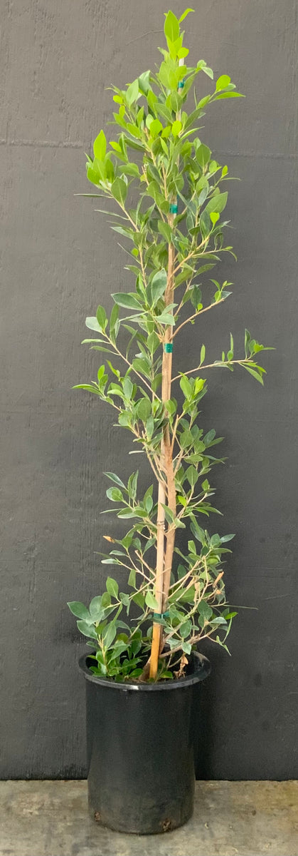 5gl Ficus Nitida Column – The Plant Stand of Arizona