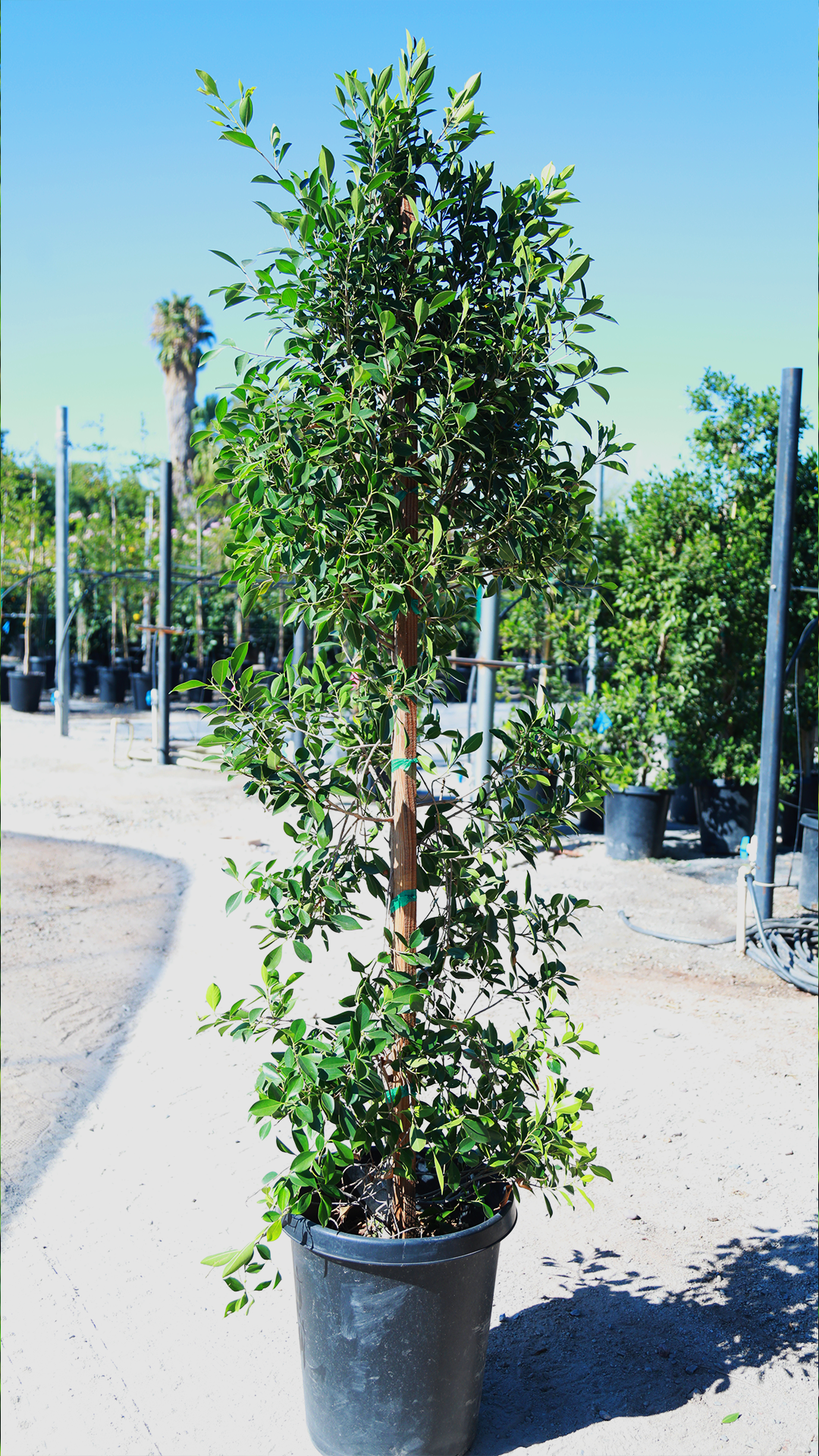 Ficus Nitida Columns Privacy Wall | The Plant Stand of Arizona
